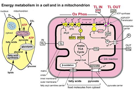 Chronic Fatigue Syndrome And Mitochondrial Dysfunction Biologisch