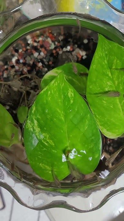 어항에 물을 가득 채우면 생기는 일 어항관리 물고기키우기 물고기들 Youtube