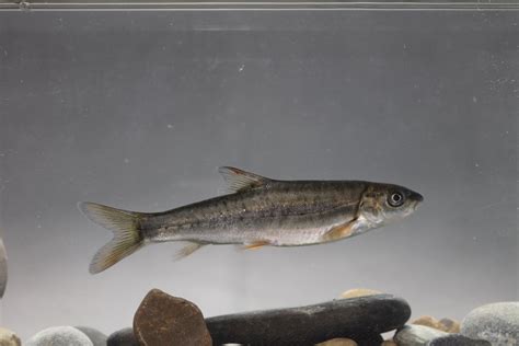 齐口裂腹鱼 标本图片库 武陵山区生物多样性综合科学考察
