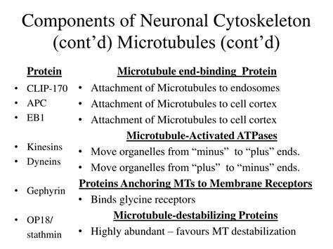 Ppt Neuronal Cytoskeleton Structure And Function Powerpoint Presentation Id5496987