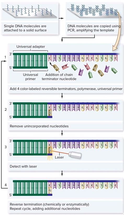 Qusay Al Maghayerh On Linkedin Illumina Next Generation Dna Sequencing 🧬 In Illumina Next