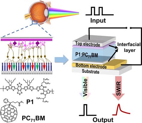 Retina‐inspired Organic Photonic Synapses For Selective Detection Of Swir Light Wang 2023