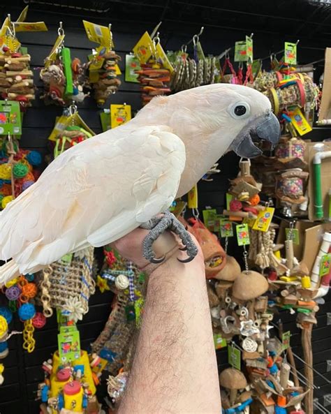 Buy Moluccan Cockatoo Online