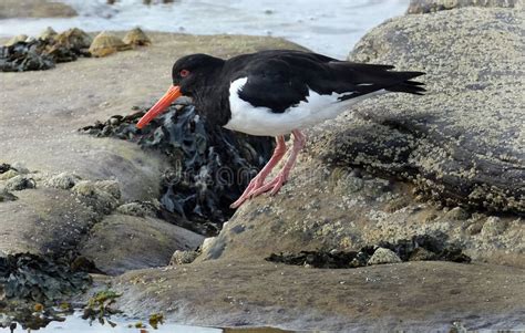 Oystercatcher Searching For Food In A Rock Pool At Low Tide Stock