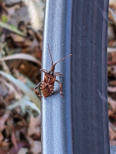 Assassin Bug Southwest Virginia Usa Rwhatsthisbug