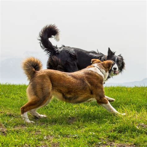 Unleashing The Best In Your Border Collie A Guide To Addressing Common Behavioral Challenges