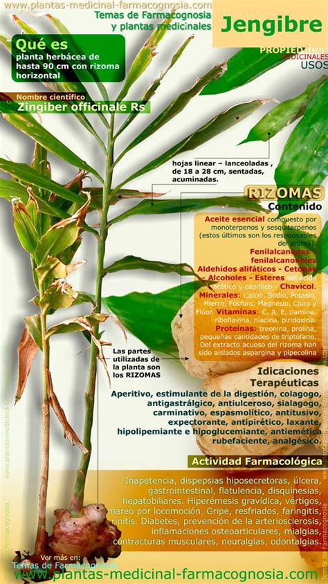 Infographic Ginger Plant Characteristics Medicinal Properties And
