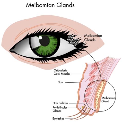 Meibomian Gland Diagram
