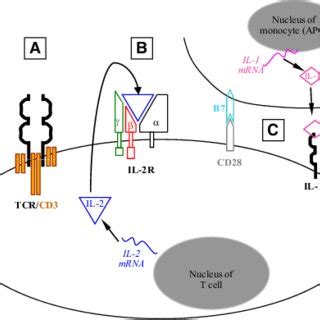 Signals Required For Full T Cell Activation Three Signals Are Required Download Scientific
