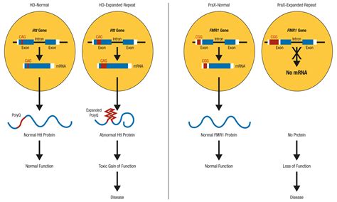 What Is A Triplet Repeat At Justin Dragoo Blog