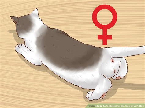 How To Tell A Girl Kitten From Boy Kitten At Timothy Mears Blog
