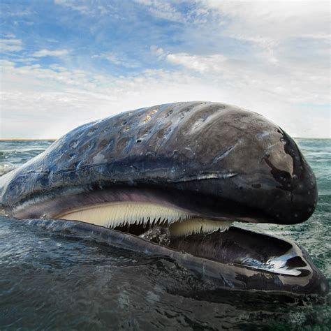 Blue Whale Teeth Size