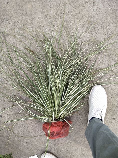 金叶苔草价格曲线图 金叶苔草价格 金叶苔草批发报价 夏溪花木网 在线苗木交易市场 夏溪花木市场