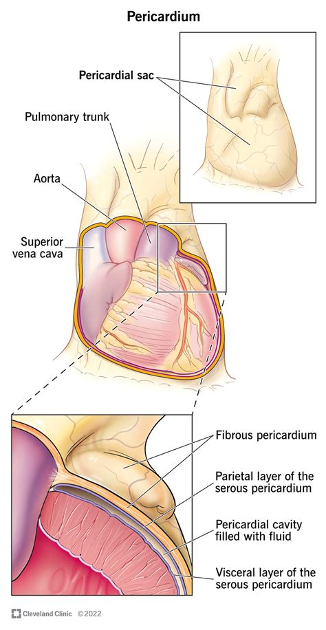 Visceral Pericardium Is Located Figure 1 From Epicardial Fat And