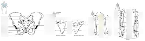Anatomy 1 Lecture Ch 8 Appendicular Skeleton Diagram Quizlet