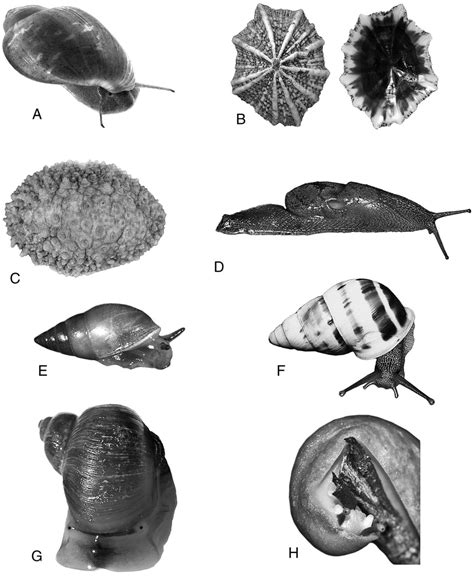 1 Pulmonate Diversity A Bulinus Bulinidae Africa Hygrophilan