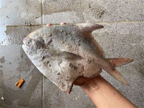 Kualitas Ikan Object Detection Dataset And Pre Trained Model By Yolo Ikan Bawal