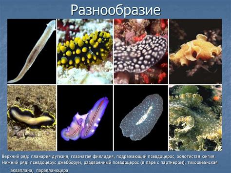 Тип Плоские круглые и кольчатые черви презентация онлайн