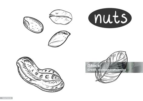 손으로 그린 스케치 흑백 견과류 땅콩 곡물 잎 벡터 그림입니다 그래픽 스타일 라벨 카드 스티커 메뉴 패키지의 요소 각인된 스타일 일러스트레이션입니다 0명에 대한 스톡 벡터