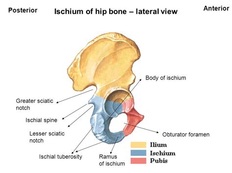 Lesser Sciatic Notch