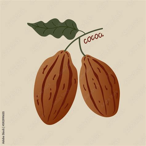 Cocoa Hand Drawn Sketch Cocoa Beans Leaves Sketch And Cocoa Tree