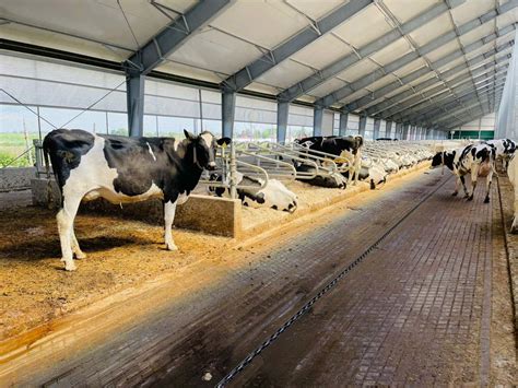 Dairy Cattle Welfare Issues At Eileen Perry Blog
