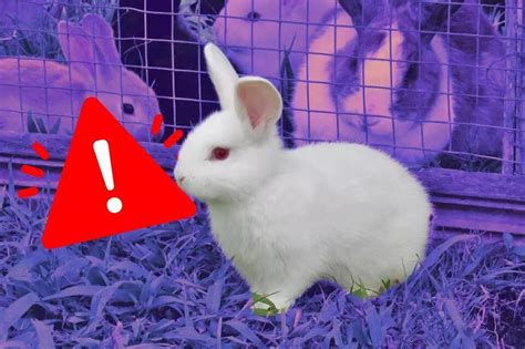 What Is Rabbit Fever And Why Is It Becoming An Issue In The Us