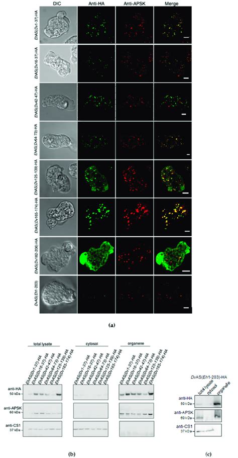 A Representative Immunofluorescence Assay Micrographs Of Chimeric