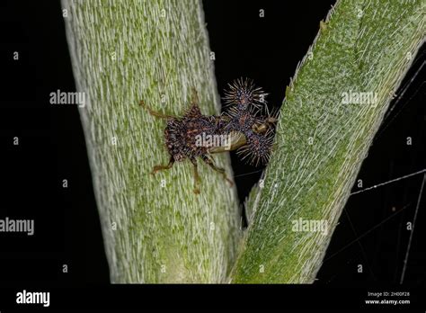 Adult Ant Mimicking Treehopper Of The Species Cyphonia Clavigera Stock