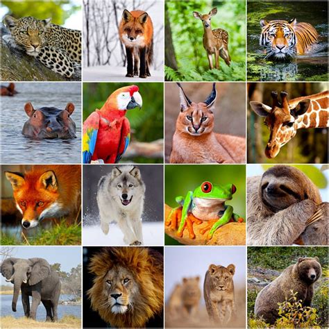 Multi Class Wildlife Classification Using Yolov5 Yolo V7 And Detectron2 Faster Rcnn By