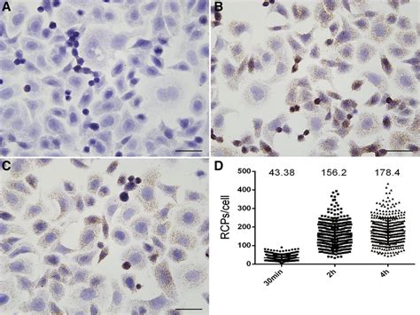 Single Molecule Chromogenic In Situ Hybridization Assay For Rna