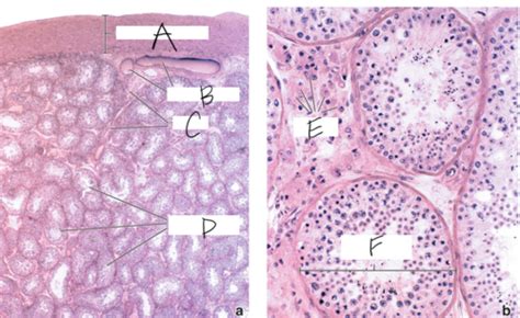 Histology Reproductive Flashcards Quizlet