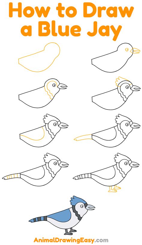 How To Draw A Blue Jay Step By Step Tutorial