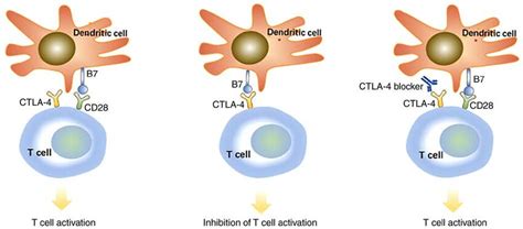 Schematic Of Ctla 4 Blocker Allowing T Cell Activation To Proceed Download Scientific Diagram Schematic Of Ctla 4 Blocker Allowing T Cell Activation To Proceed Download Scientific Diagram