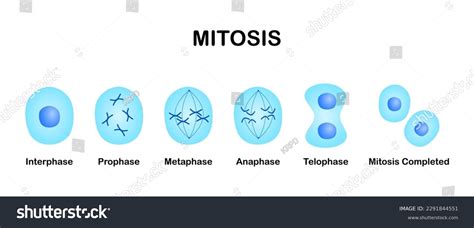 Illustration Mitosis Stages Interphase Prophase Metaphase Stock Vector Royalty Free 2291844551