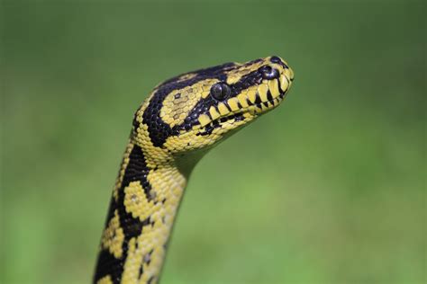 Turtle Python