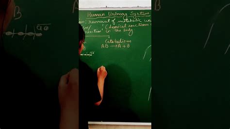 Human Excretory System Youtube