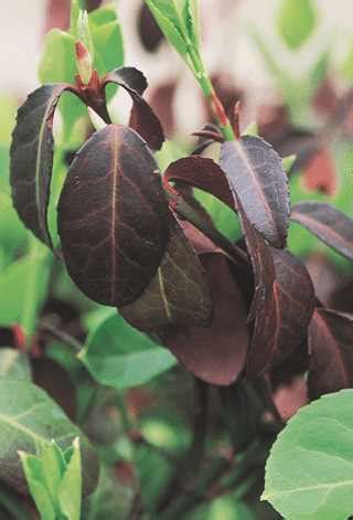 Purple Wintercreeper