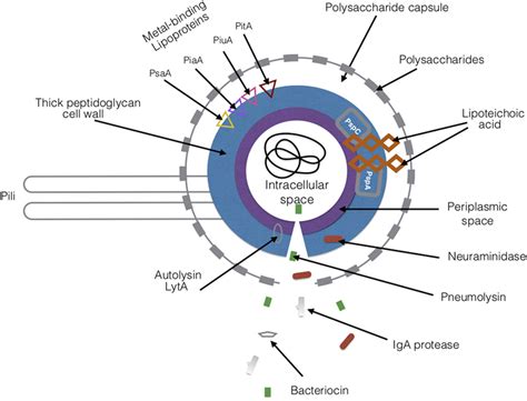 Streptococcus Diagram
