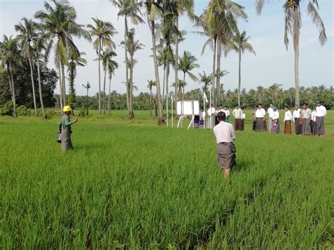 မာန်အောင်မြို့နယ် ခအုန်းမော်ရွာသစ်ကျေးရွာရှိ Rs To Cs မျိုးစေ့ထုတ်စပါးစိုက်ခင်းအား ဓါတ်မြေသ