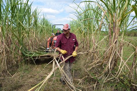 Sugarcane Harvesting Month