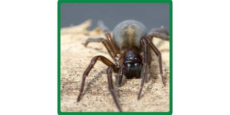 Harmless Spiders Misunderstood Allies