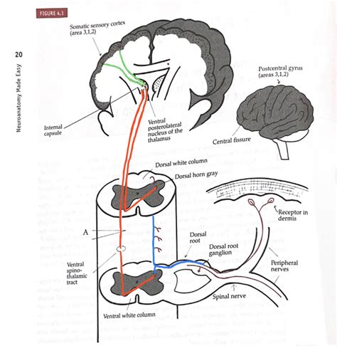 Ventral Spinothalamic Tract Diagram Quizlet