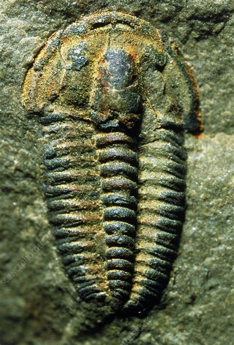 Trilobite Fossil Stock Image E442 0481 Science Photo Library