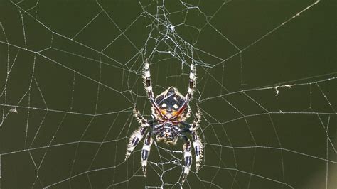 A Qanda With The Male Spider Who Gives Head 100 Times During Sex Gq