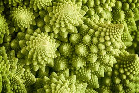 Growing Romanesco How To Plant And Care For Romanesco