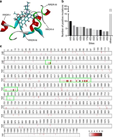 A A Side View Of The Structure Of The Rifampin Rif Binding Pocket