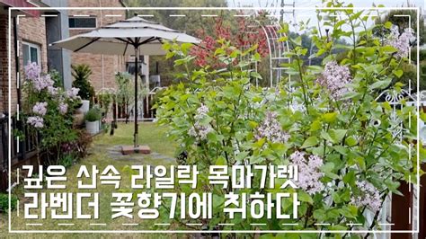 깊은 산속 라일락 꽃향기에 취하다 비온뒤 촉촉이 젖은 아름다운 정원 모습 한번심으면 매년 꽃이 피는 다년생 야생화 Youtube