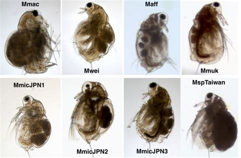 Algae Object Detection Model By Kavindu