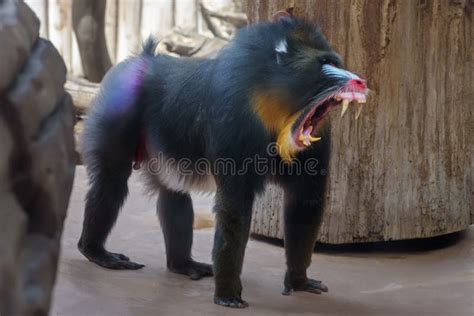 Mandril Mandril Mandril Mandril Esphinx Retrato Foto De Stock Imagem